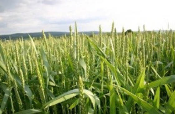 Omer Offering and Two Loaves of Bread Only from Eretz Yisrael Grain ...